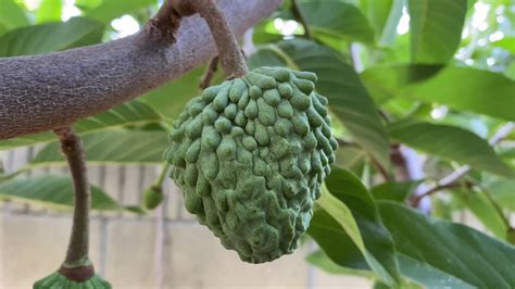 A Complete Garden Walkthrough With Tropical And Exotic Fruit Trees June