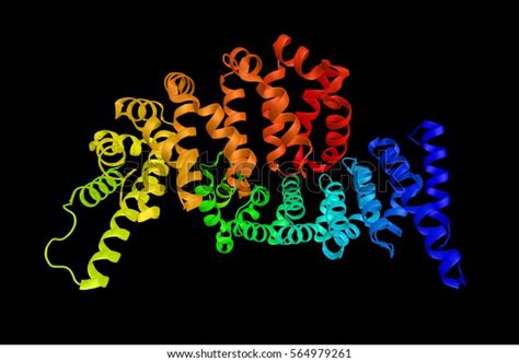 Hspa8 Photos And Images Shutterstock