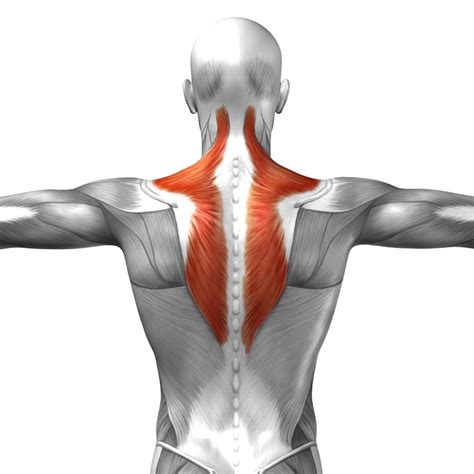 Anatomía De Los Músculos De La Espalda Y El Cuello Anatomia I
