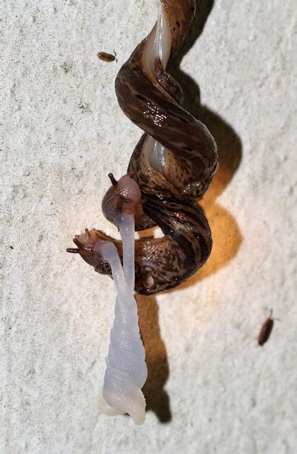 More Slug Romancing And A Few Birds Everything Is Permuted