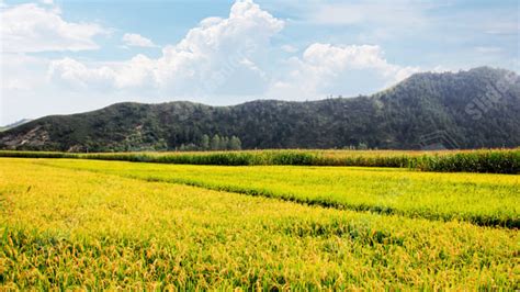 Green Sky Paddy Field Crops Powerpoint Background For Free Download