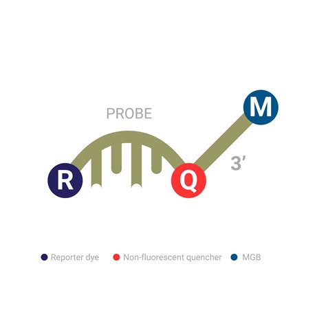 How Taqman Assays Work Design Talk