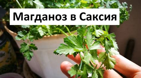 Ето как да Отглеждате Магданоз в Саксия на Терасата