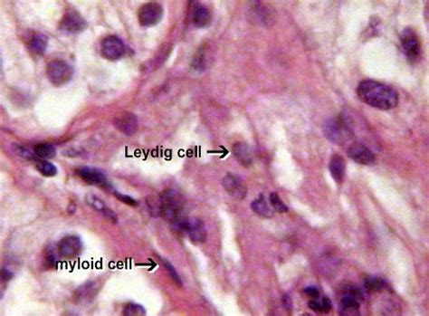 Cross Section Of Epididymis