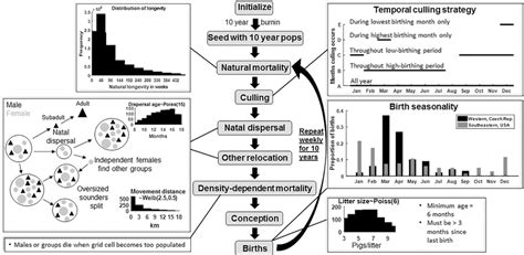 Model Overview Main Processes In The IBM Are Shown In The Center Download Scientific Diagram