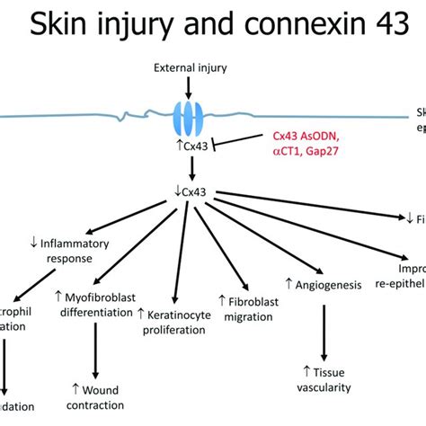 The Role Of Connexin 43 In Skin Wound Healing In Response To Injury