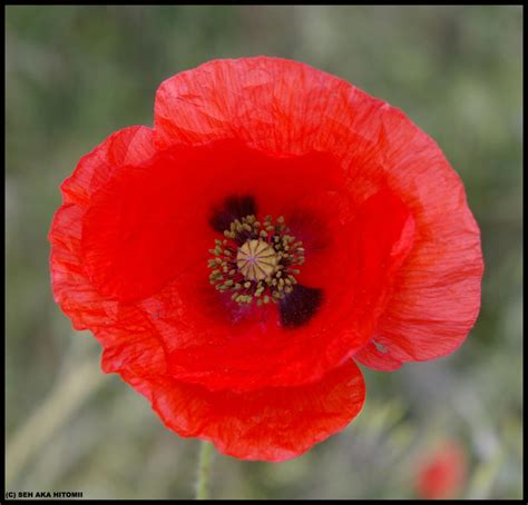 Shape Girl Ass Pussy Bed Blonde By Unknown By Highrculling On Deviantart