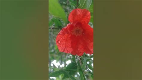 შორტები იუთუბის შორტები ვირუსული შორტები მოდურიშორტები შორტები მოკლევიდეო რგები ინსტა Fb Reel