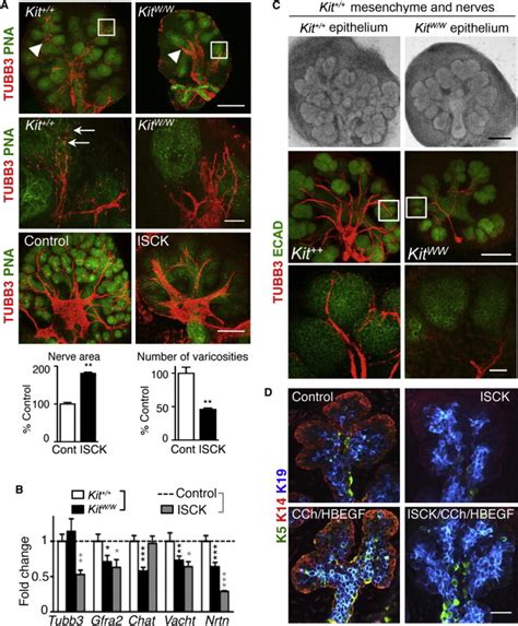 Kit Signaling In Distal Epithelial Progenitors Is Essential For Download Scientific Diagram