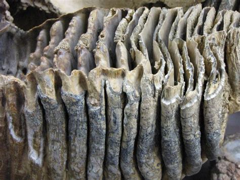 Jawbone Wooly Mammoth In History