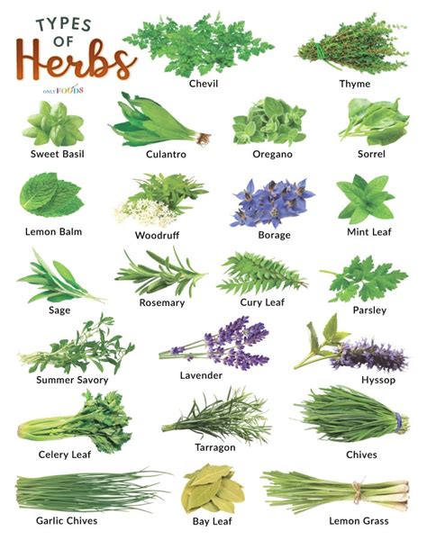Best 13 Plants Names In English With Pictures Artofit