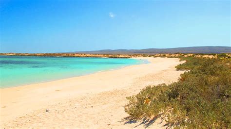 Ningaloo Coast Shark Diving Getyourguide