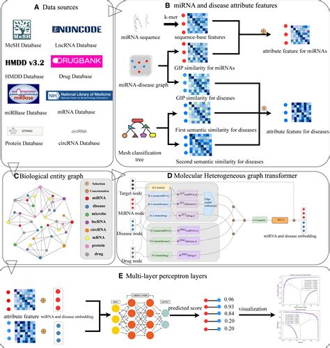 mhgtmda molecular heterogeneous graph transformer based on biological