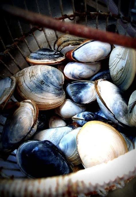 Rubies And Honey Sea Shells Basket Mussel Shell Photography Clams In