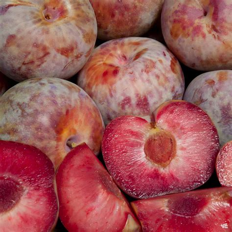 Plumcot Vs Pluot Hybrids Explained Butter N Thyme