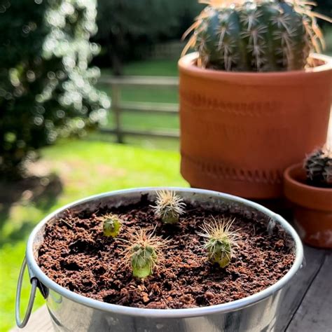 Raising Cactus From Seed