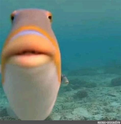 Create Meme Meme Fish Fish Fish Pictures Meme
