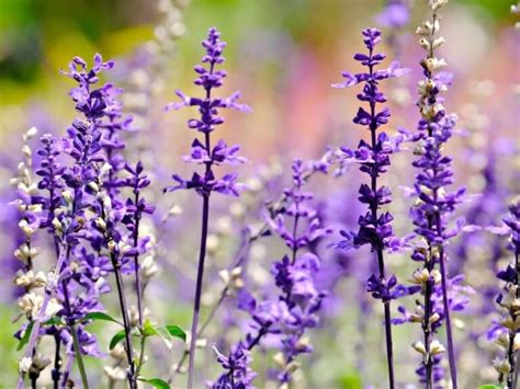 7 Best Salvia Companion Plants To Grow Together Florgeous