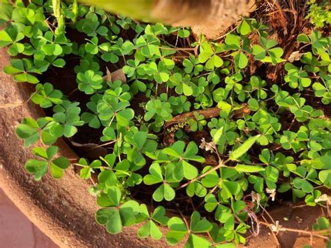 Medicinal Plant Classifier Classification Model By Bharath Terdal