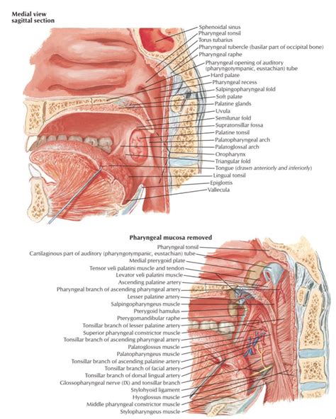 Muscles Of Pharynx Sagittal Section Artofit