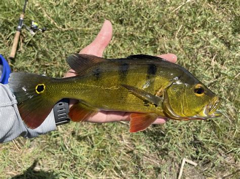 Butterfly Peacock Bass Cichla Ocellaris Marine Life Identification