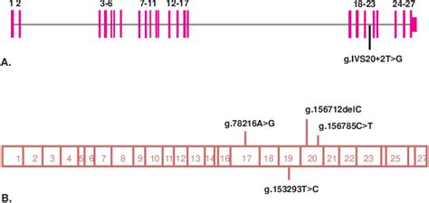 Distribution Of The Five RB Variations Identified A Structure Of RB Download Scientific