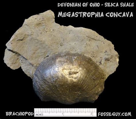 Fossil Identification For The Silica Shale Of Ohio Devonian Fossil Fossil Identification For The Silica Shale Of Ohio Devonian Fossil