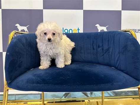 푸들 새루 유기견입양 유기묘입양 강아지입양 소형견입양 중형견입양 대형견입양 말티즈입양 말티푸입양 비숑프리제입양 미니비숑프리제입양 포메라니안입양 푸들입양 골든리트리버입양