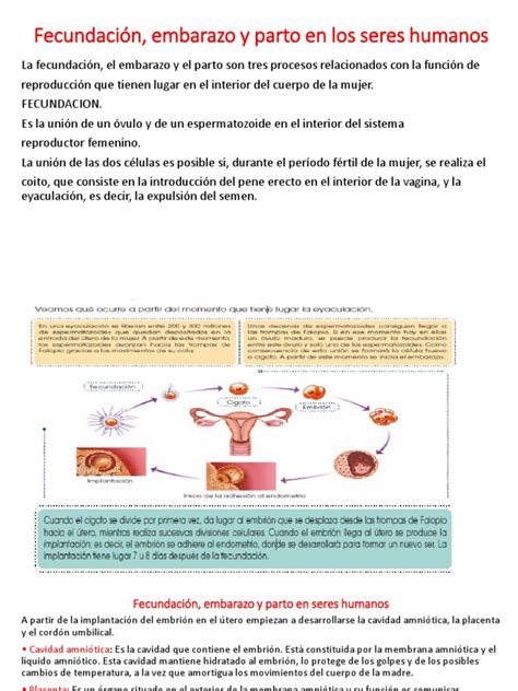 Fecundación Embarazo Y Parto En Los Sereshumanos Final 1p 2 Quimestre