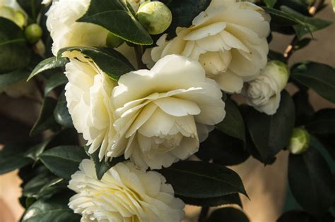 무료 이미지 자연 꽃잎 봄 식물학 정원 플로라 흰 꽃 장미 관목 플로리스트 리 치자 나무 재스민 속 백합 과과 꽃 피는 식물 육상 식물 동백