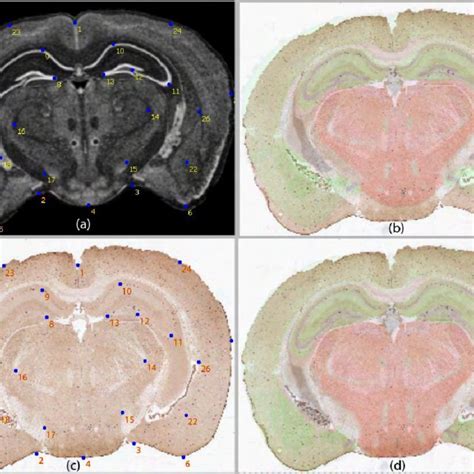 Example Of Anatomical Segmentation Of An Ish Experimental Slice C An Download Scientific