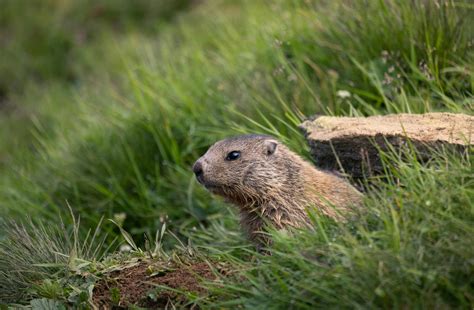 Grass Feild Wallpaper Photos Download The Best Free Grass Feild