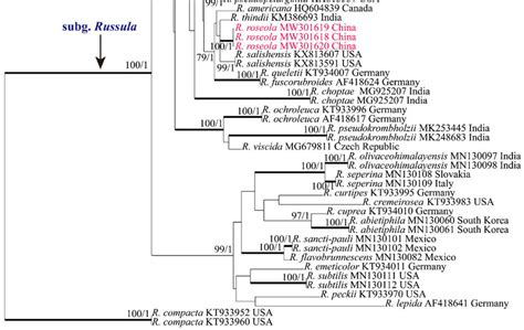 Phylogenetic Tree Based On The Its Sequence Bootstrap Support Bs ≥ Download Scientific