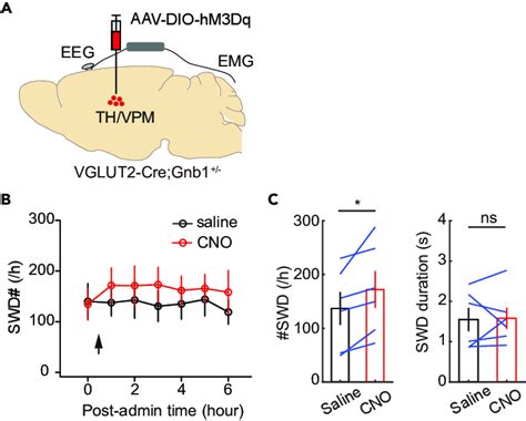 Neural Manipulation Of Thalamocortical Circuits In Gnb1 Mice A Download Scientific Diagram