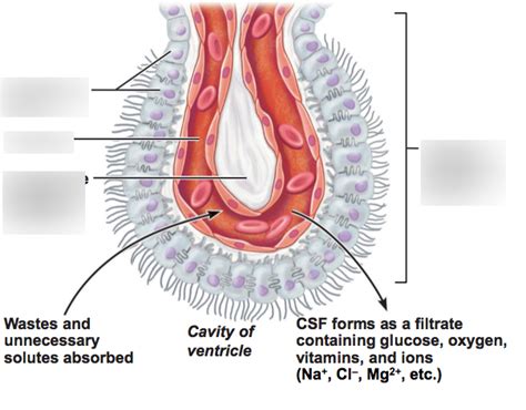 Choroid Plexuses Diagram Quizlet