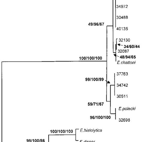 Multiple Sequence Alignment With Hierarchical Clustering Dots Indicate