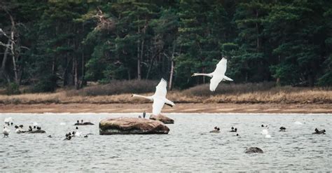 Kunnen Vogels Echt In Slaap Vallen Tijdens Het Vliegen