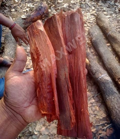 Red Sandalwood Price Per Kg In Tamilnadu India Singapore Malaysia