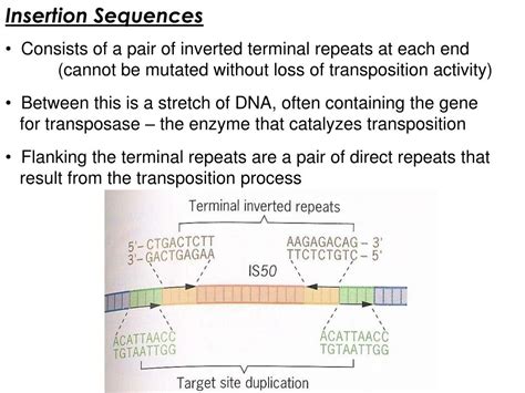 Ppt Transposable Genetic Elements Powerpoint Presentation Free Download Id 3515078