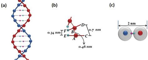 A Representation Of Dsdna B Distances Between The Sites Of Bases Download Scientific