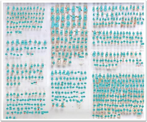 Automatic Numbering Of Specimens Using Imagej For Details See Text