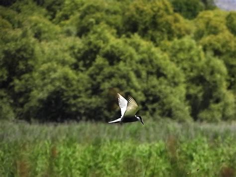 Dallëndyshja E Detit Faqebardhë Surprizon Sërish Nga Liqeni I Shkodrës Fotot Poal