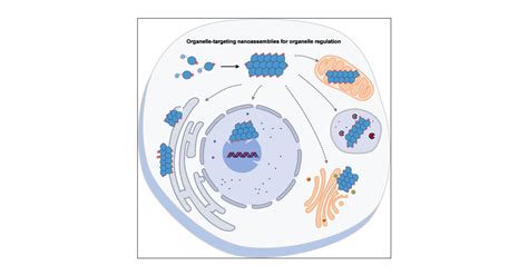 Synthetic Nanoassemblies For Regulating Organelles From Molecular Design To Precision