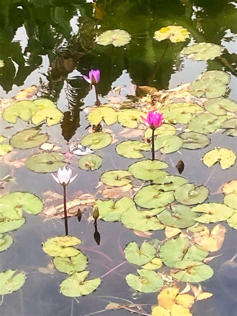 Okinawa Winter Escape Naha Okinawa Japan Travel