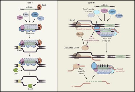 The Biology Of Crispr Cas Backward And Forward Cell