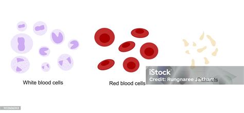 혈관에있는 혈액 세포의 분류 유형 혈소판 백혈구 및 적혈구 건강 진단에 대한 스톡 벡터 아트 및 기타 이미지 건강 진단 건강관리와 의술 과학 Istock
