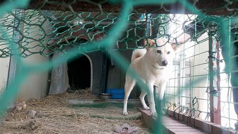 점심 산책 하고 물그릇 청소하고 물 갈아 줄 동안 공장 진돗개는 뭘 할까 ㅣ 드디어 시작된 여름 녹말과의 전쟁 L 공장개 점심 식사 Youtube