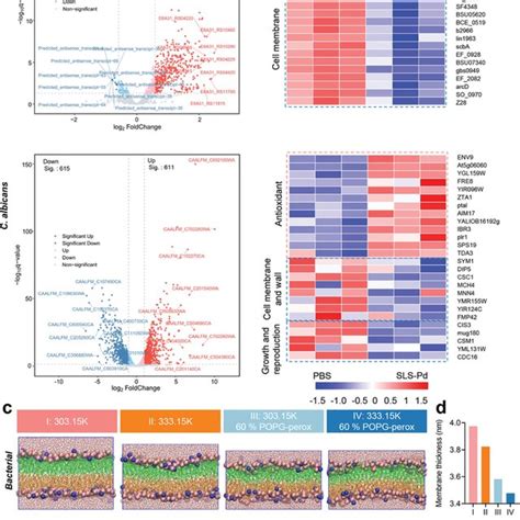 Rna‐sequencing Analysis And All‐atom Simulation A Degs Volcano Plots