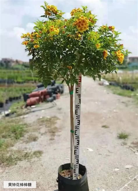黄钟花棒棒糖 花瓣网