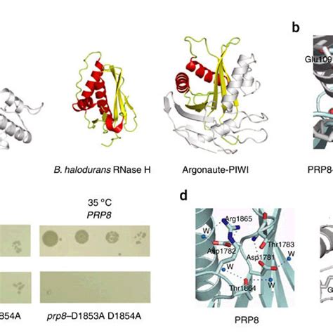 Comparison Of The Prp8 Domain Iv Core With Rnase H Folds A Structure